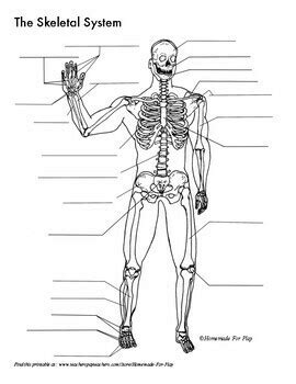 Skeletal System Diagrams For Labeling With Reference Information And