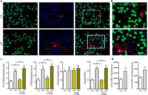Tf Promotes Neuronal Differentiation In Co Cultures Of N2a And