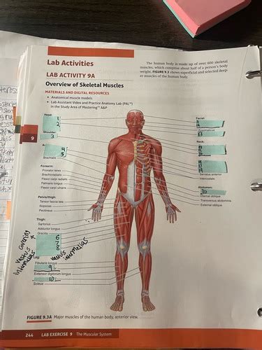 Muscular System Flashcards Quizlet