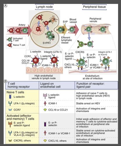 Effector Mechanisms Of T Cell Mediated Immunity Flashcards Quizlet