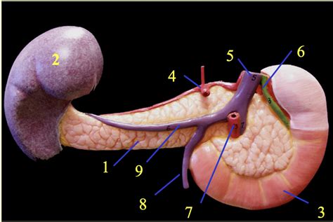 Spleen Anatomy Posterior View Diagram Quizlet