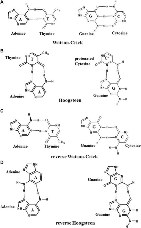 Frontiers Non Canonical Dna Structures Diversity And Disease Association