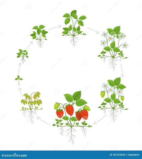 Strawberry Growth Phases Cartoon Vector CartoonDealer 27400329