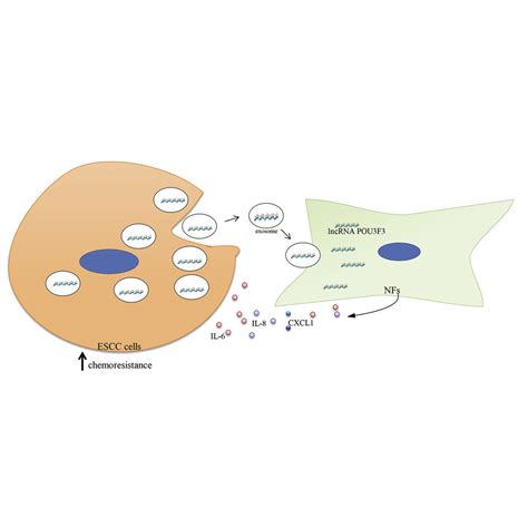 Tumor Secreted Exosomal LncRNA POU3F3 Promotes Cisplatin Resistance In