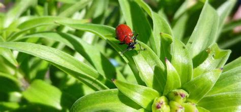 10 conseils pour réussir les Lys Promesse de Fleurs