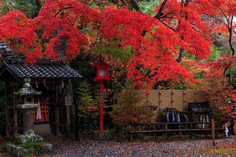 花景色K W C PhotoBlogの画像 エキサイトブログ blog Japanese maple Plants Nature