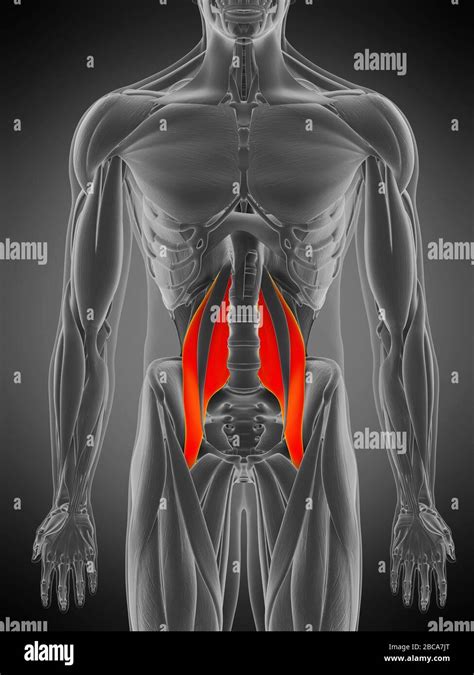 Psoas Major Muscle Illustration Stock Photo Alamy