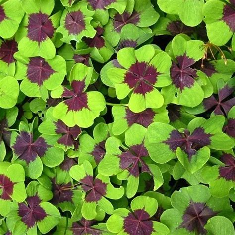 300 Sementes Trevo De 4 Folhas Jardim Decoração Parcelamento sem juros