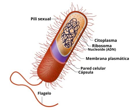 BAKTERIJSKA CELICA ZNAČILNOSTI IN ZGRADBA DELI BIOLOGIJA 2024