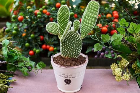 Cactus Comment Bouturer Les Cactus Avec Les Bons Gestes