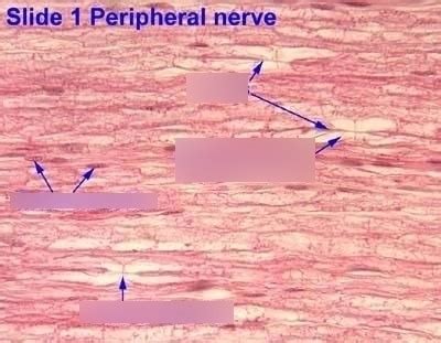Peripheral Nerve Diagram Quizlet