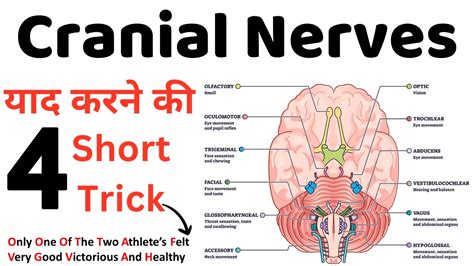 Cranial Nerves 12 Pair Of Cranial Nerves Types Cranial Nerve