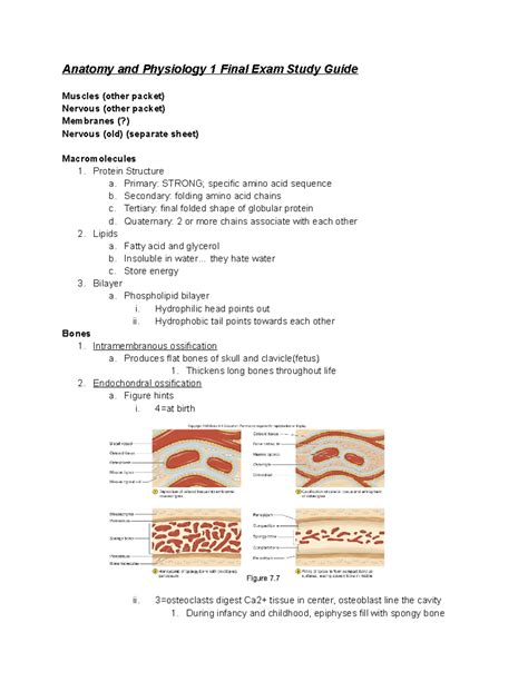 Study Guides For Anatomy And Physiology