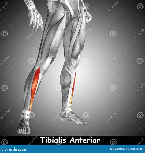 3D Illustration Human Lower Leg Anatomy Or Anatomical And Muscle Stock