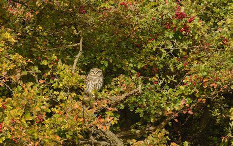 4K 5K 6K Strix Varia Owls Birds Branches Glance HD Wallpaper