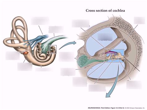 Cochlea Diagram Diagram Quizlet