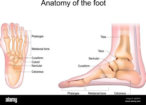 Nombre de huesos del pie tibia y fotografías e imágenes de alta