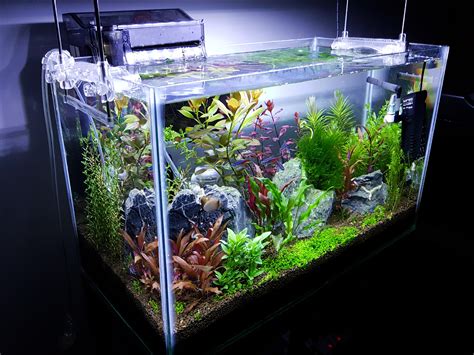 10 Gallon Fish Tank Aquascape Beginner S Guide 3 Tips Tricks For