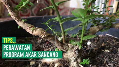 Perawatan Program Akar Bonsai Sancang Care For The Sancang Bonsai