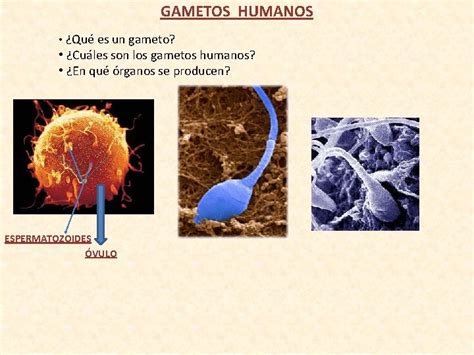 ESPERMATOGNESIS GAMETOS HUMANOS Qu Es Un Gameto Cules