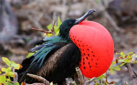 La faune et flore endémique des îles Galapagos Terra Ecuador