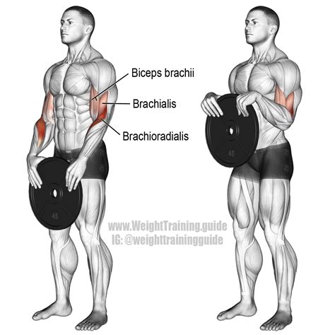 19 Top Brachialis Exercises For Bigger Stronger Biceps Nutritioneering