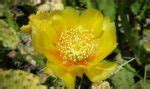 My Discovery Of The Eastern Prickly Pear Virginia Native Plant Society