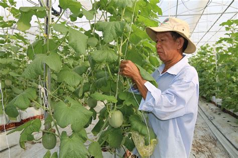 Tổng hợp 65 về mô hình trồng dưa lưới mới nhất Tin học Đông Hòa
