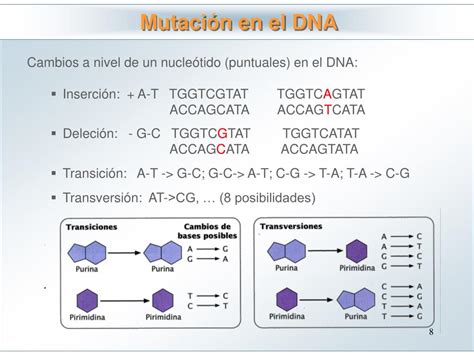 PPT Mutación reparación y recombinación PowerPoint Presentation