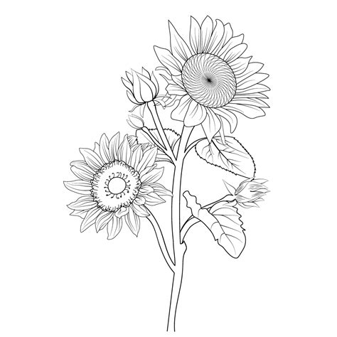 Botanical Vintage Sunflower Line Art Sunflower Vector Illustration A