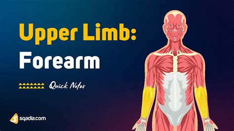 Upper Limb Forearm Introduction