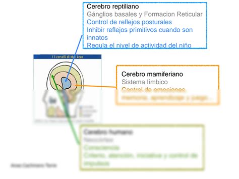 SOLUTION Estructura Y Funci N Del Sistema Nervioso Central Studypool