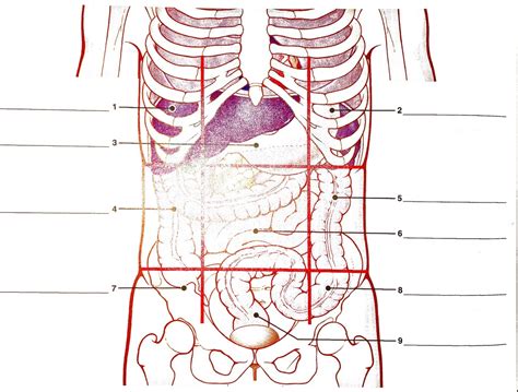 Abdominopelvic Regions Diagram Quizlet
