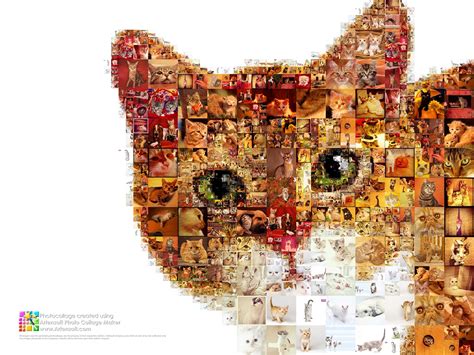 Große Fotocollage mit Katzen Mein lieber rothaariger Freund