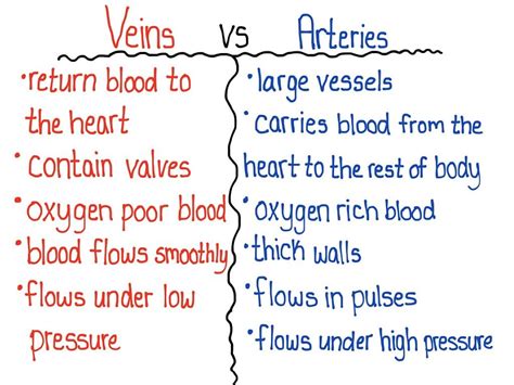 Compare And Contrast Veins And Arteries Venn Diagram With Th