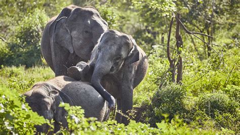 Weekender Safari Experience Soul Sri Lanka Tour Company In Colombo