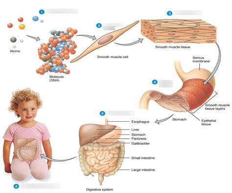 Lecture One Six Levels Of Structural Organization Of The Human Body