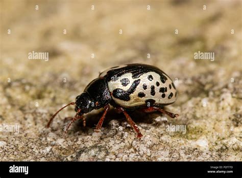 Elm Calligrapha Beetle Calligrapha Scalaris Stock Photo Alamy