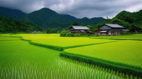 Picture Of Green Rice Fields And Mountains Background Aoni No Paddy
