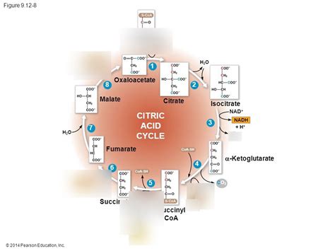 Citric Acid Cycle Diagram Quizlet