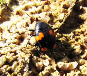Sort Bille Med Fire Orange Pletter Naturbasen