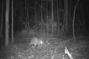 EL FOTOTRAMPEO COMO HERRAMIENTA DE CAMPO PARA ESTUDIOS DE BIODIVERSIDAD