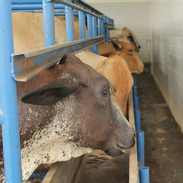 Gado leiteiro qual sistema de produção é mais viável