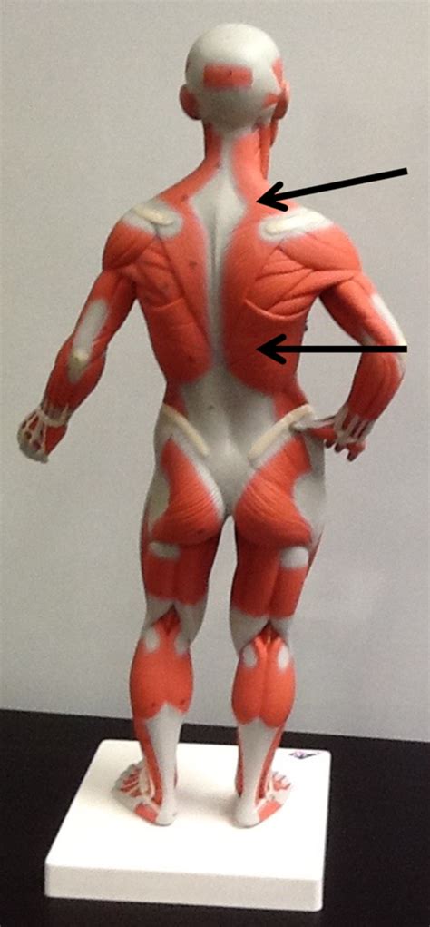 Practical Torso Diagram Quizlet
