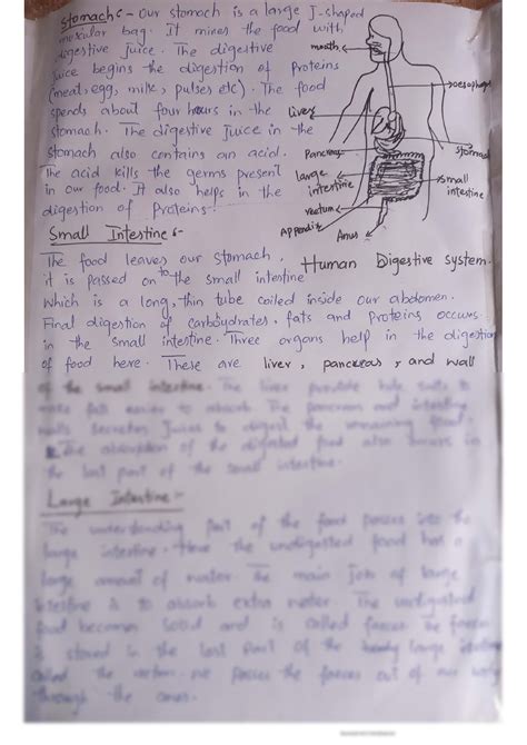 SOLUTION Digestive System 7th Class Studypool