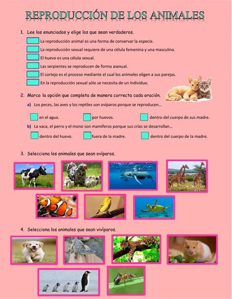 La reproducción de los animales worksheet School Escuela Minerva