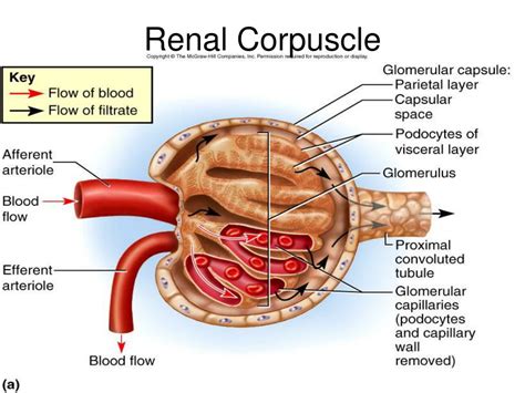 Label The Anatomy Of The Renal Corpuscle