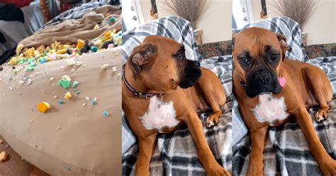 YouTube viral regaña a su perro tras descubrirlo en plena travesura y