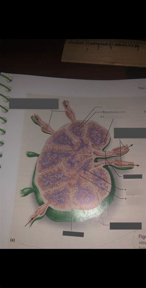 Structure Of A Lymph Node Diagram Quizlet