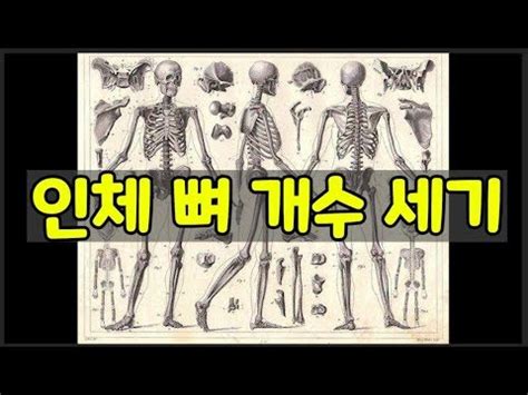 개수 세기 인체 뼈 개수 YouTube